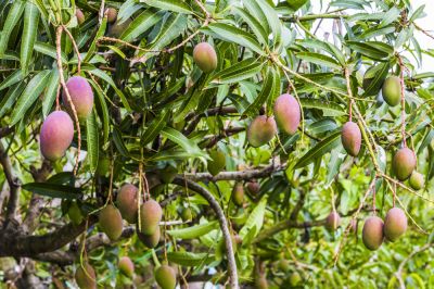 Mango Tree Pruning in Greenville | Buzz Mango Tree Pruning